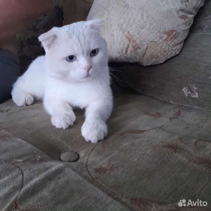 Кот Гарри в хорошие руки