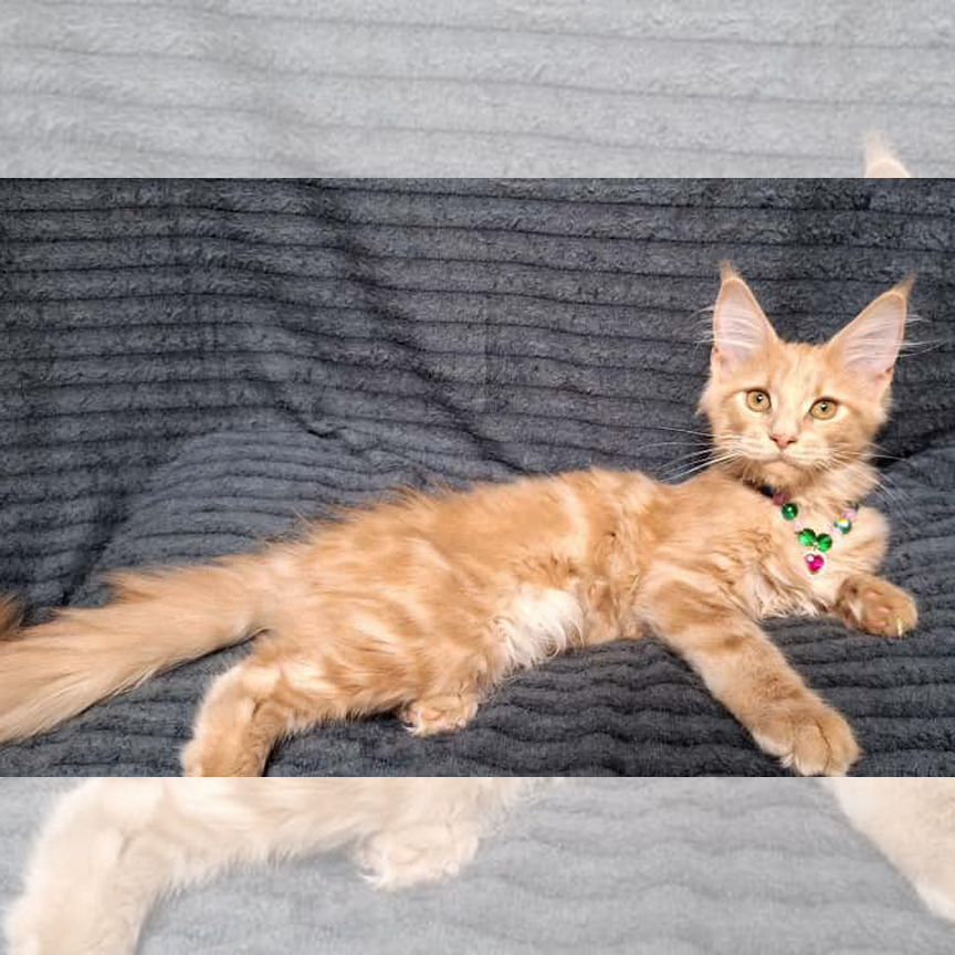 Мейн-кун котёнок