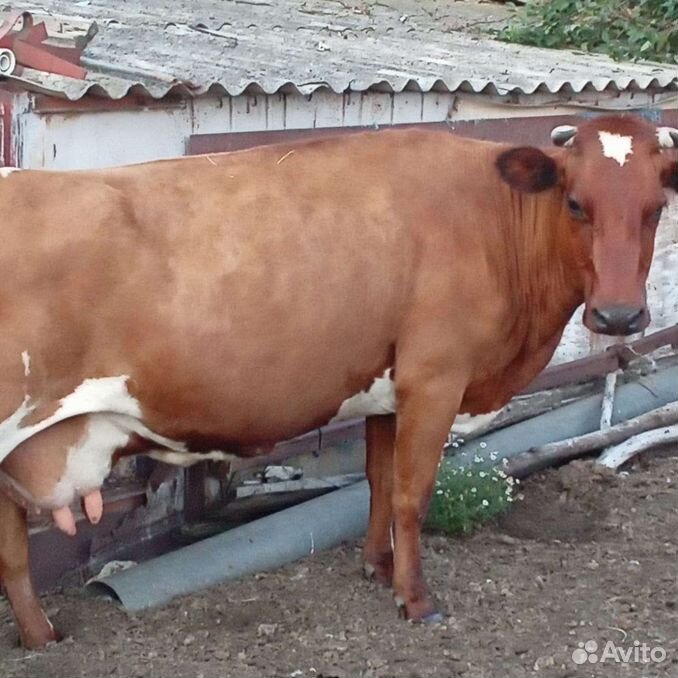 Корова стельная