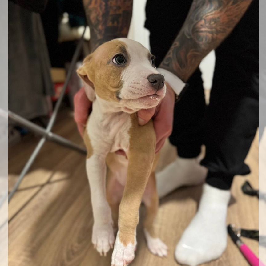 Американский булли, щенок