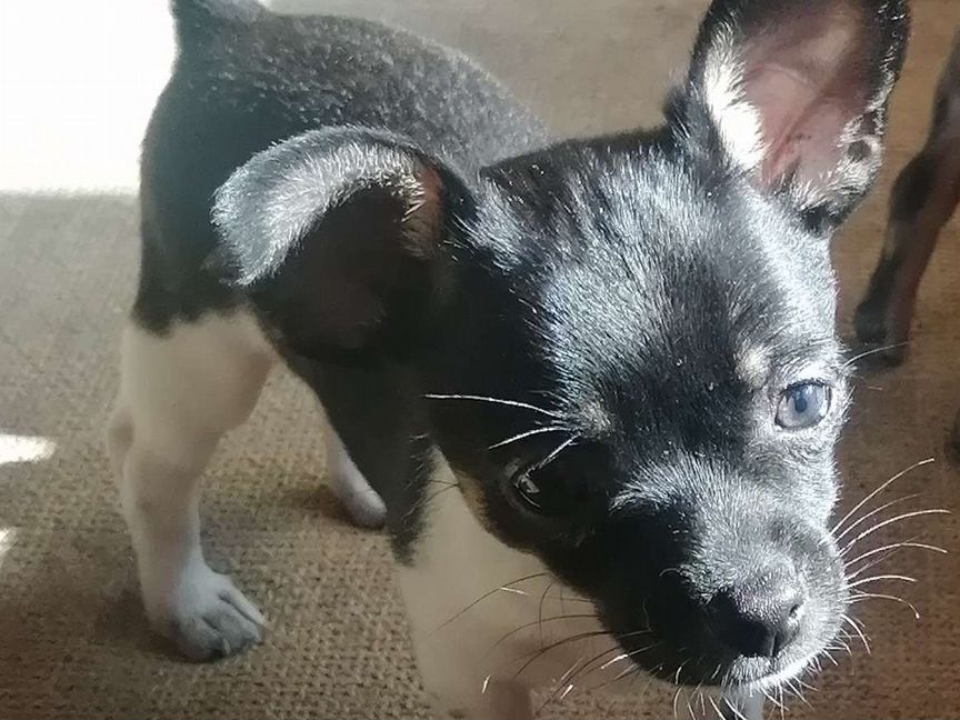 Самый лучший