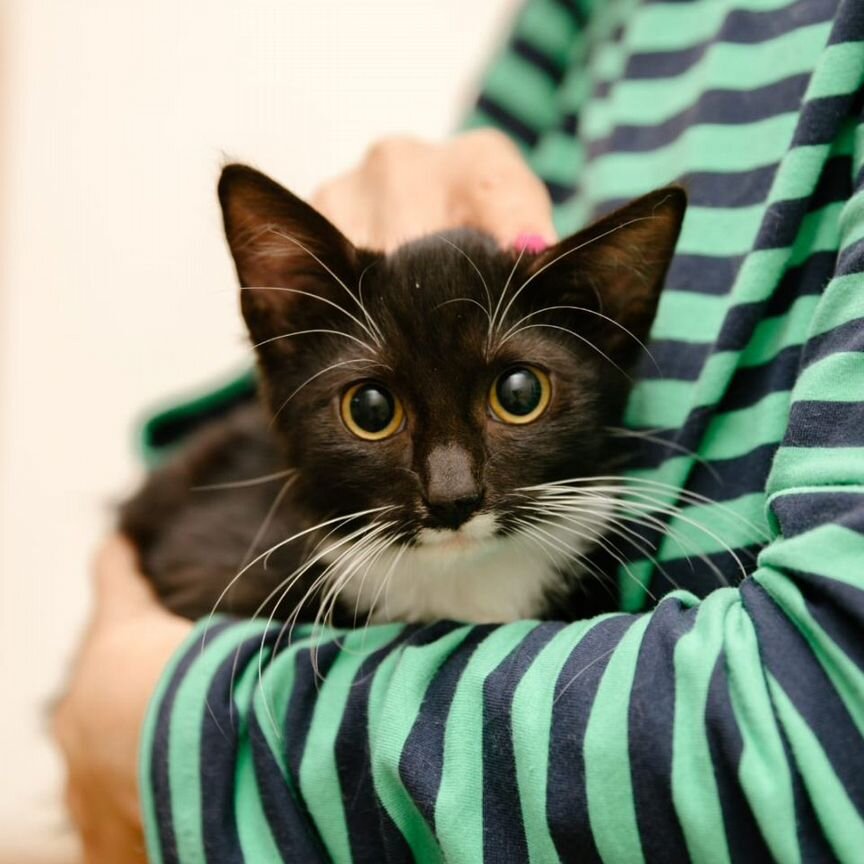 Котенок девочка в добрые руки