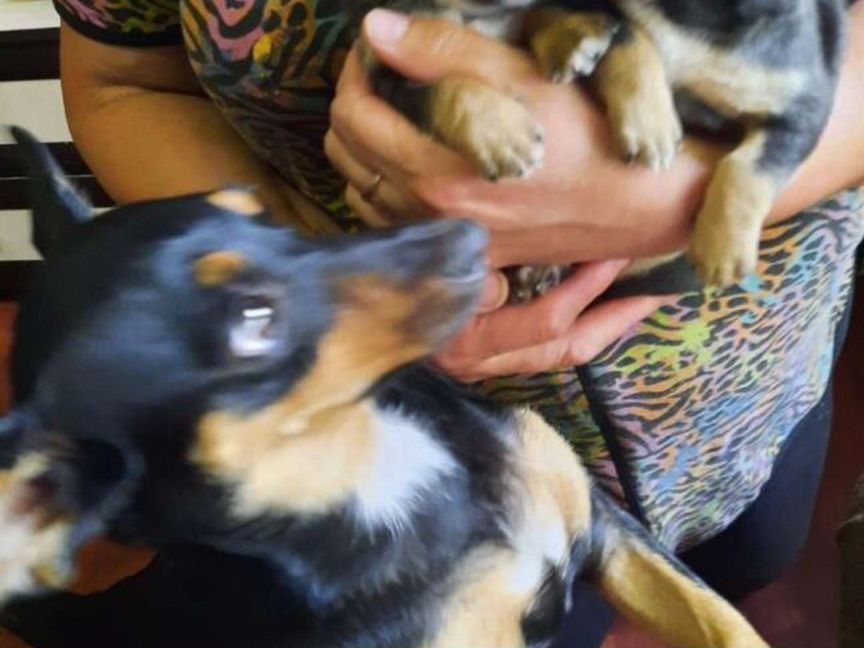 Той-терьер щенки