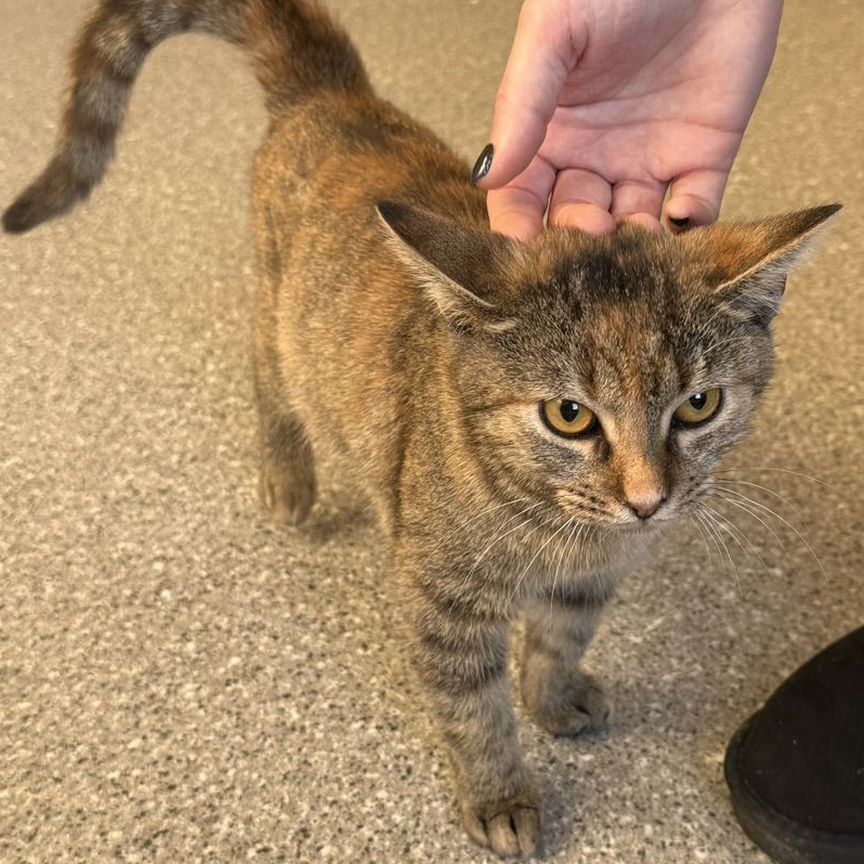 Абиссинский котёнок