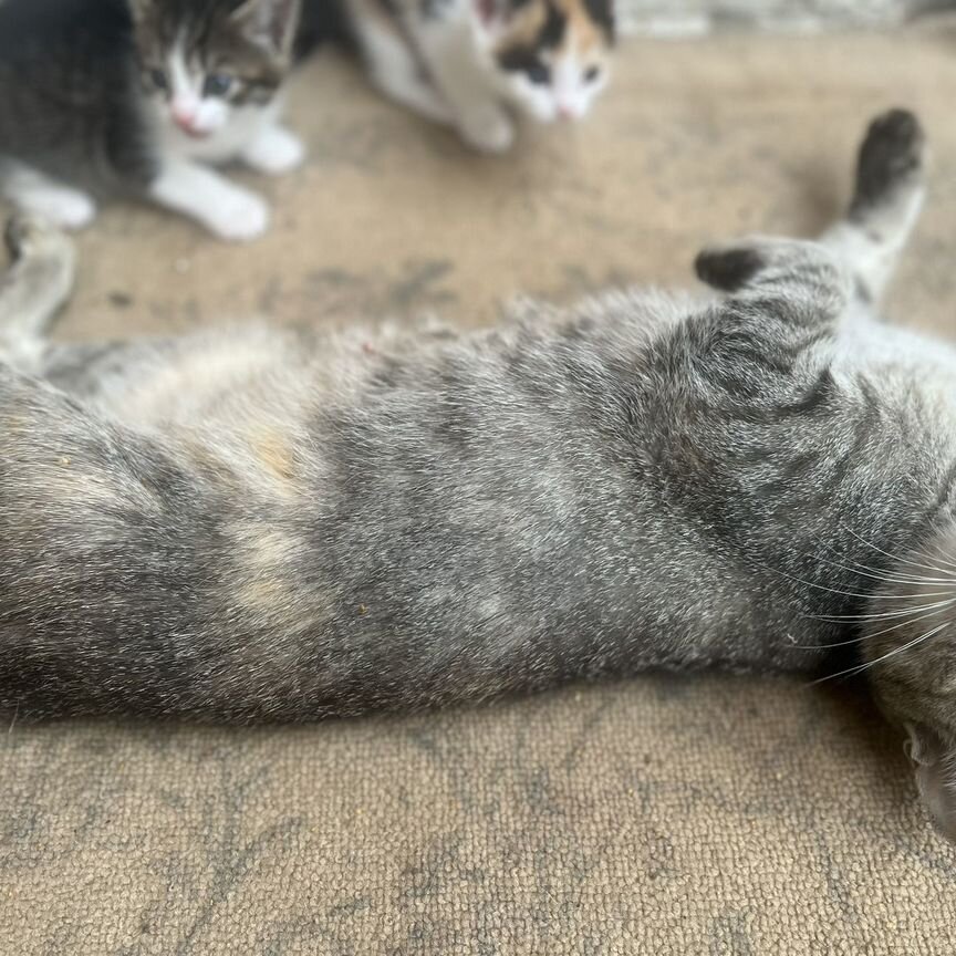 Котята в добрые руки