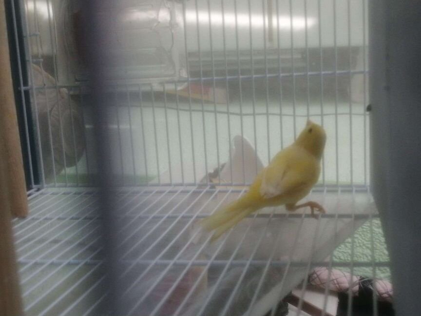 Кенар, самец, 2,2г,хороши, и полн. Папа