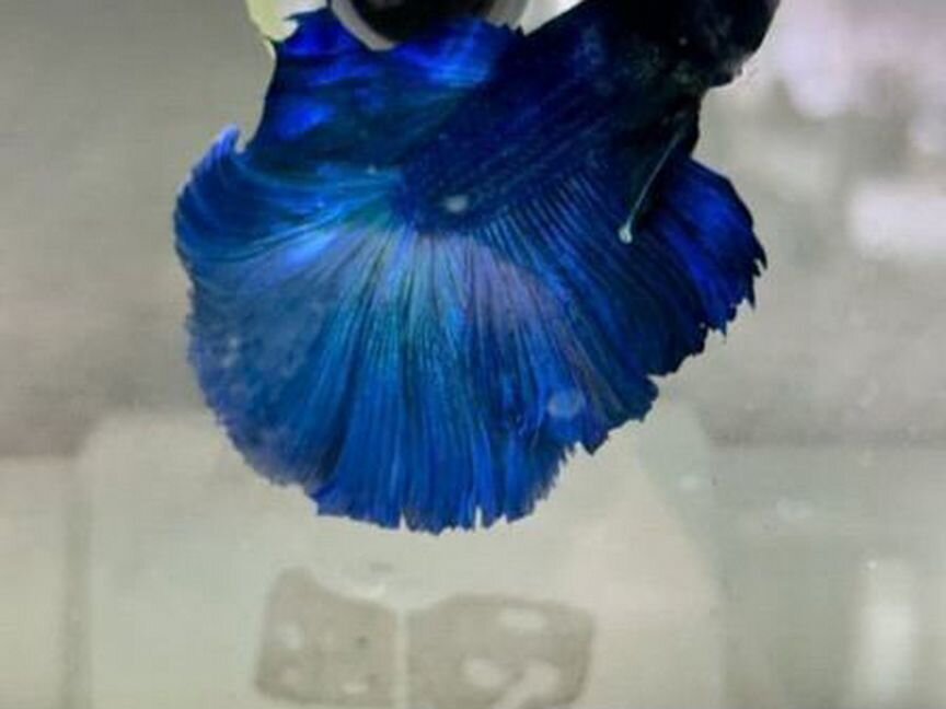 Рыбка петушок халф мун