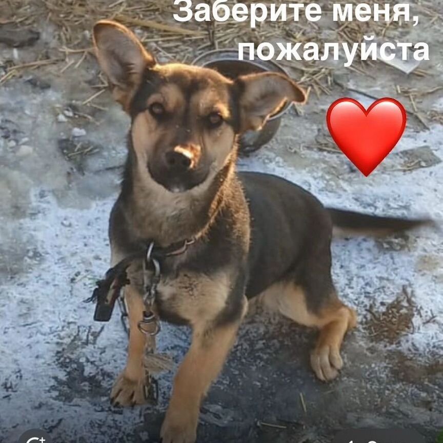 Щенок в добрые руки