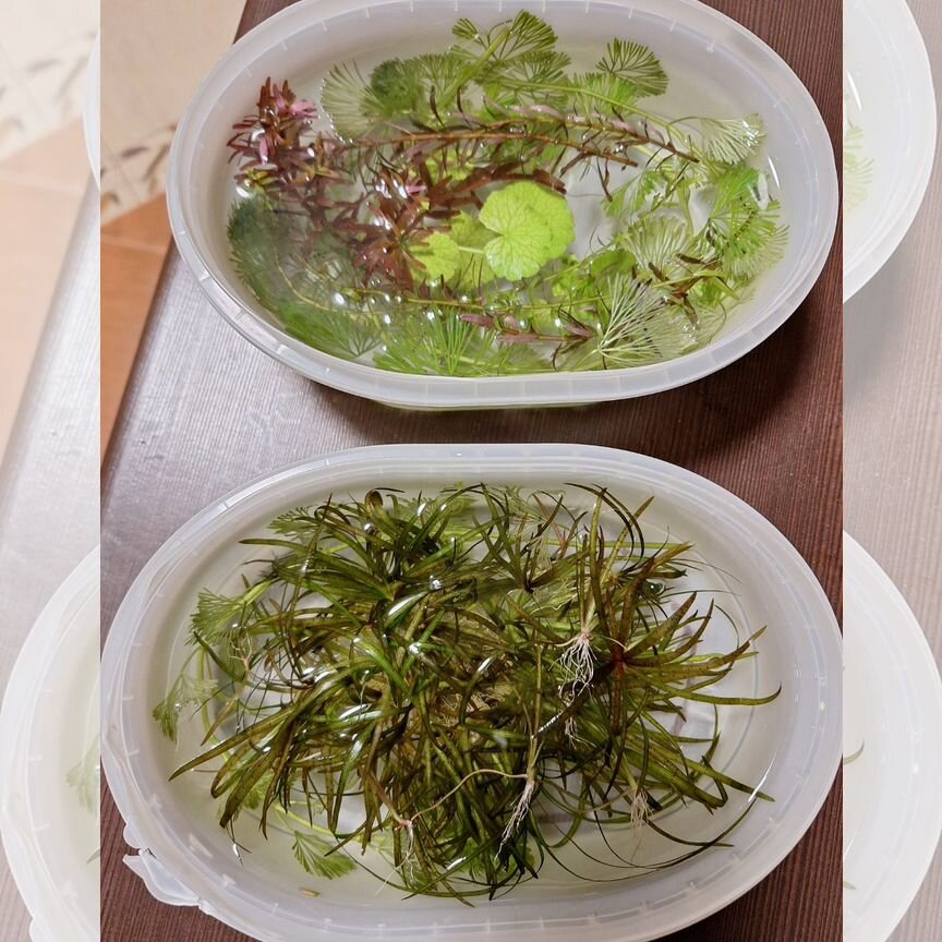 Бронь Аквариумная прополка 4 вида