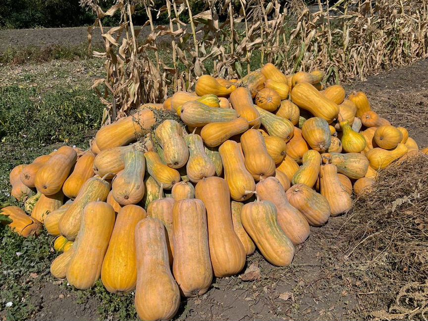 Тыква (кормовая и витаминная)