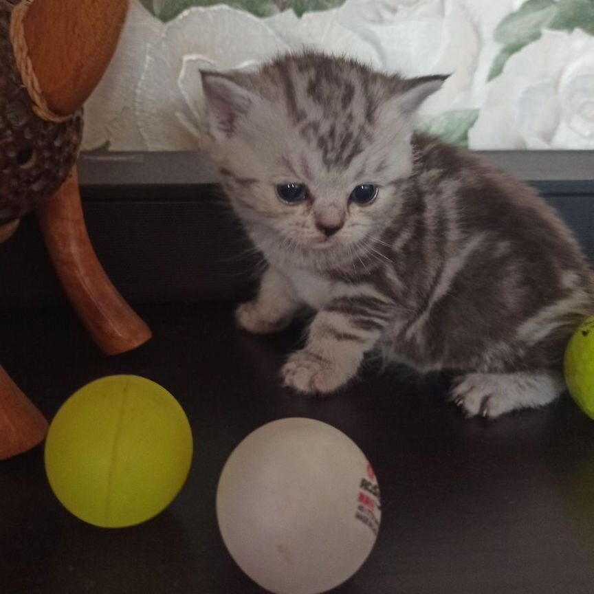 Шотландские вислоухие котята