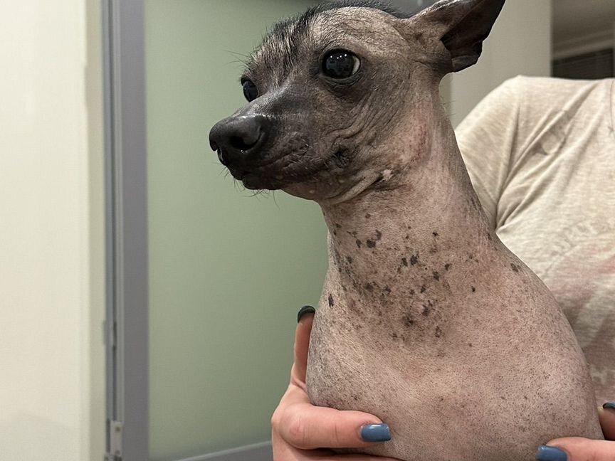 Ксолоиткуинтли