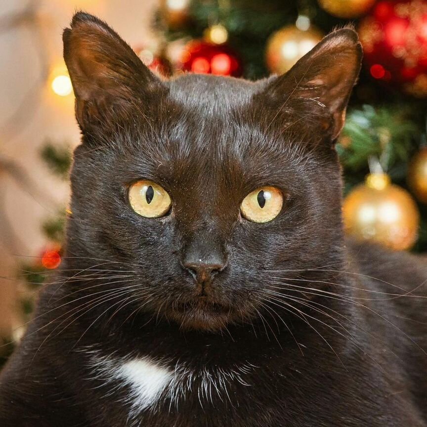 Американский короткошёрстный, взрослый кот