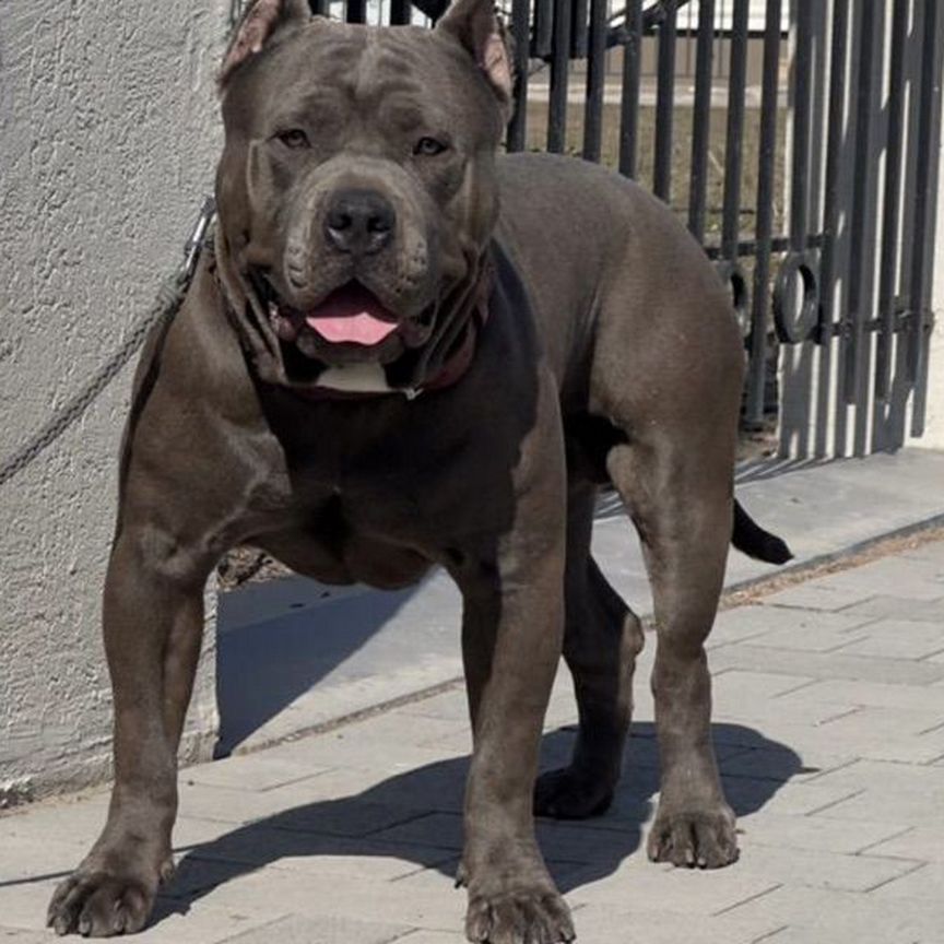 Американский булли xl