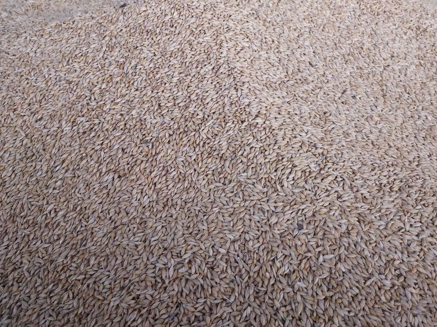 Ячмень семенной