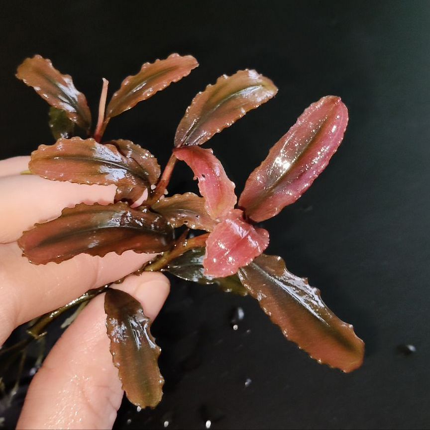 Аквариумные растения (буцефаландры)