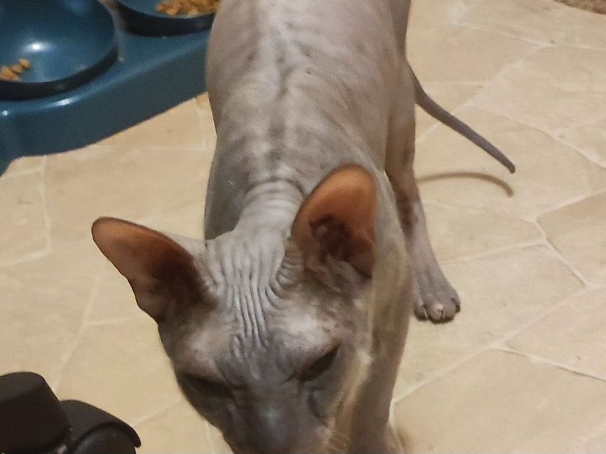 Донской сфинкс