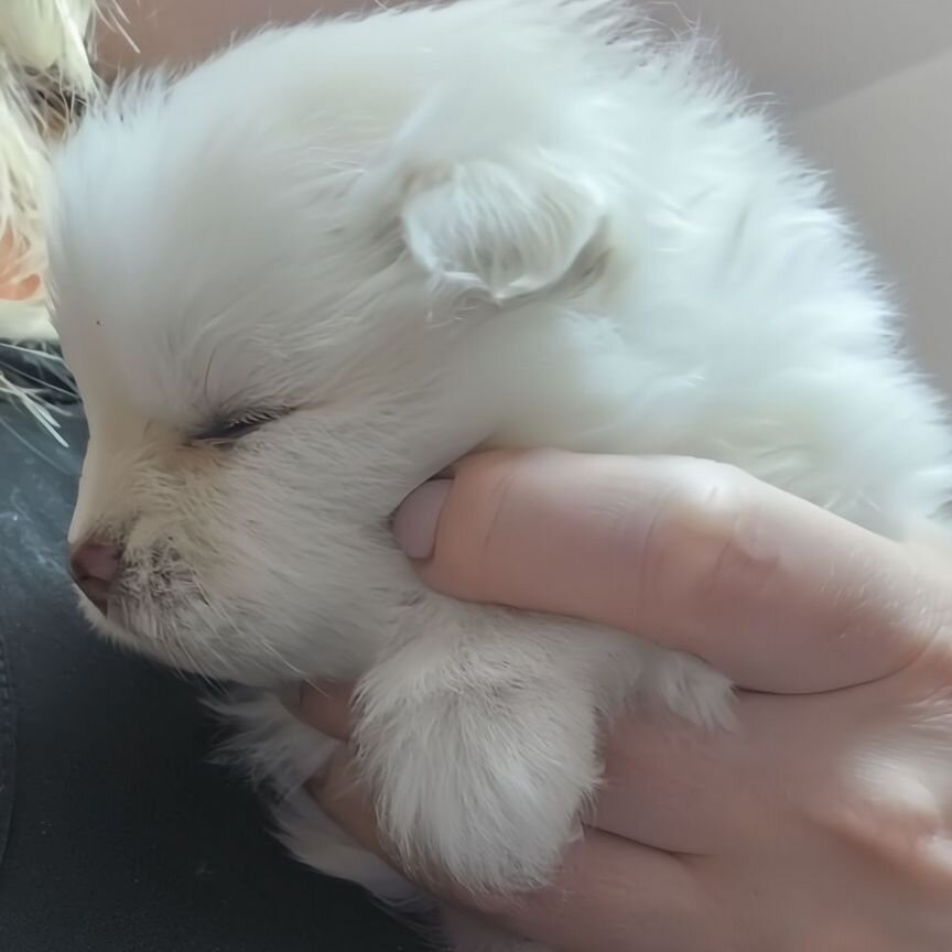 Немецкий шпиц, щенок