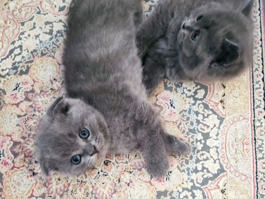 Котята породистые