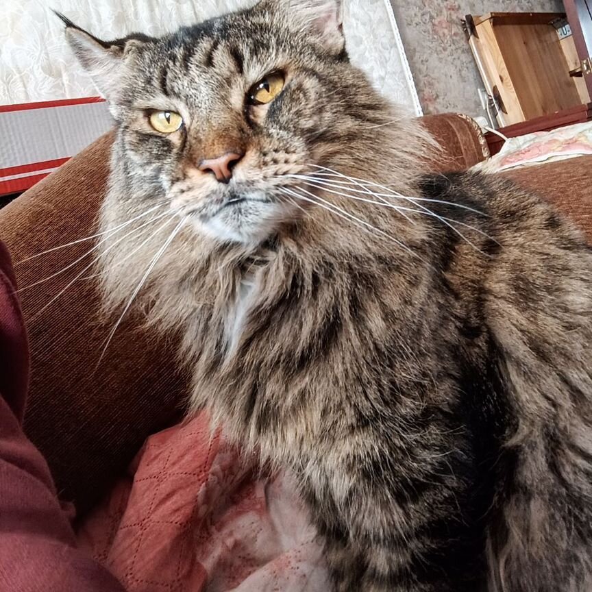 Мейн-кун, взрослая кошка