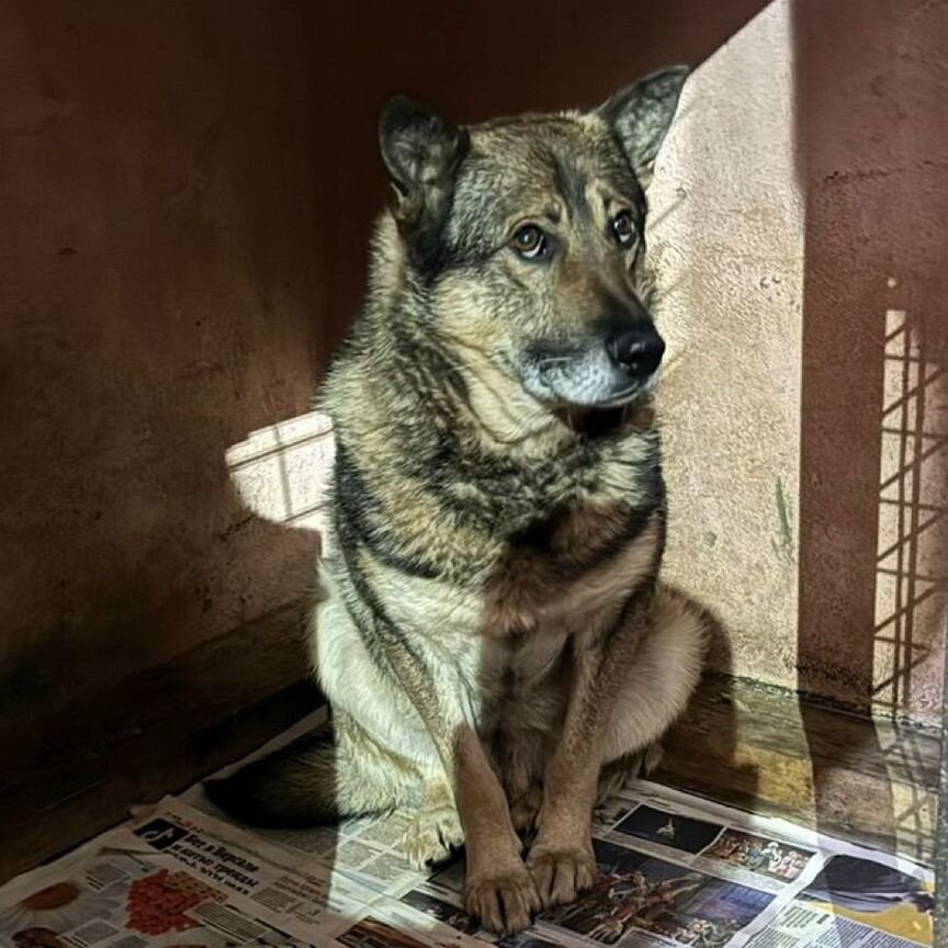 Взрослый пёс в добрые руки