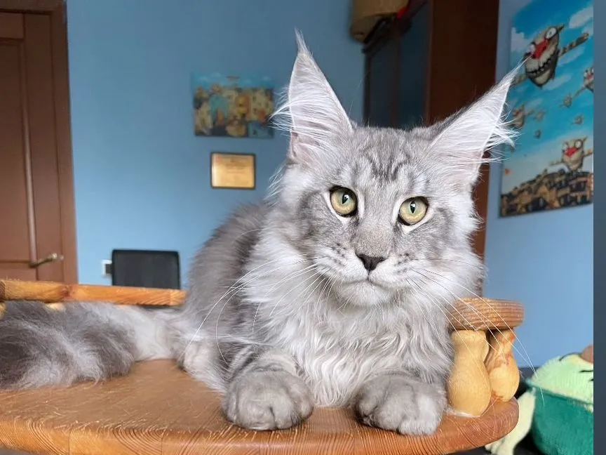 Оскар. Котенок мейн кун