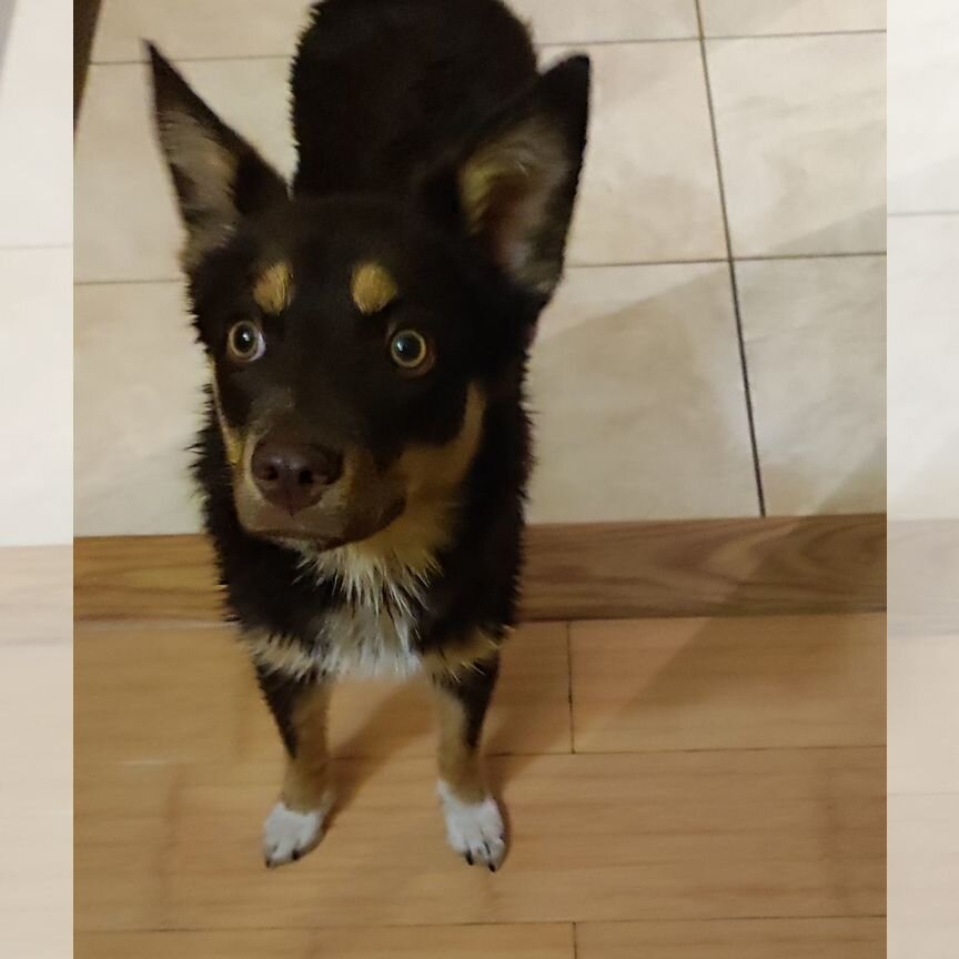 Щенок в добрые руки