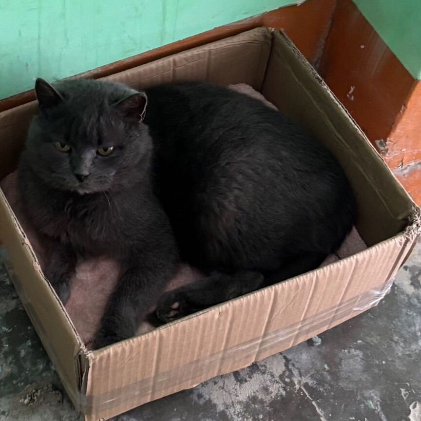 Британский короткошёрстный, взрослый кот