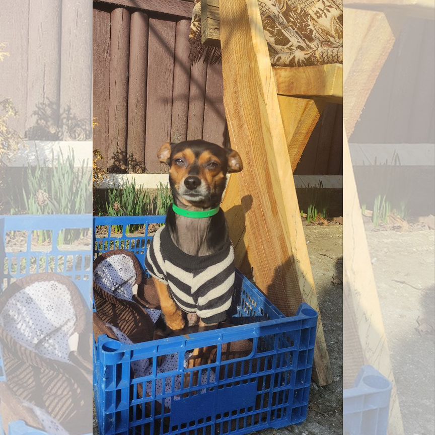 Щенки русский той-терьер мальчик