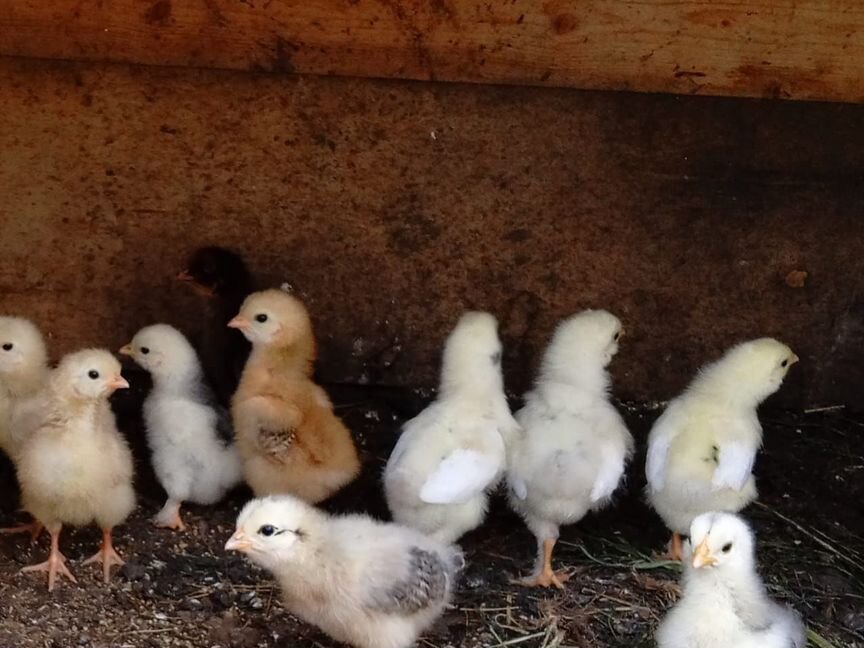 Цыплята мини Коха