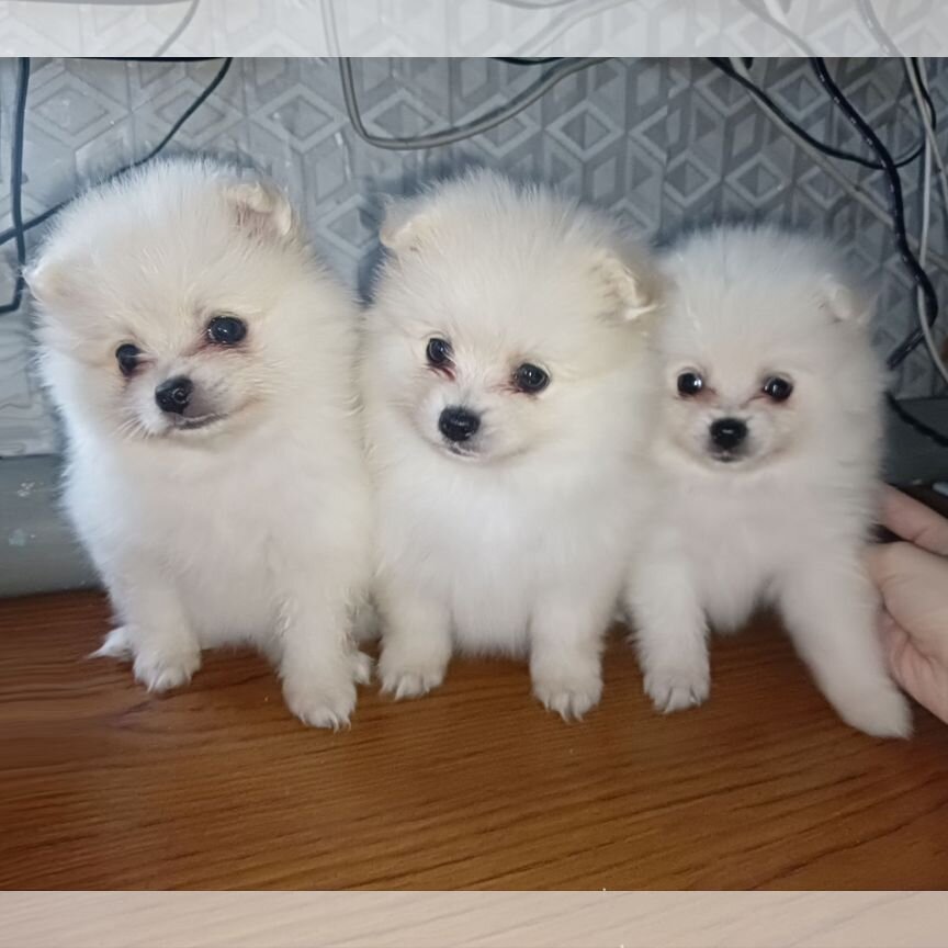 Малый немецкий шпиц щенки