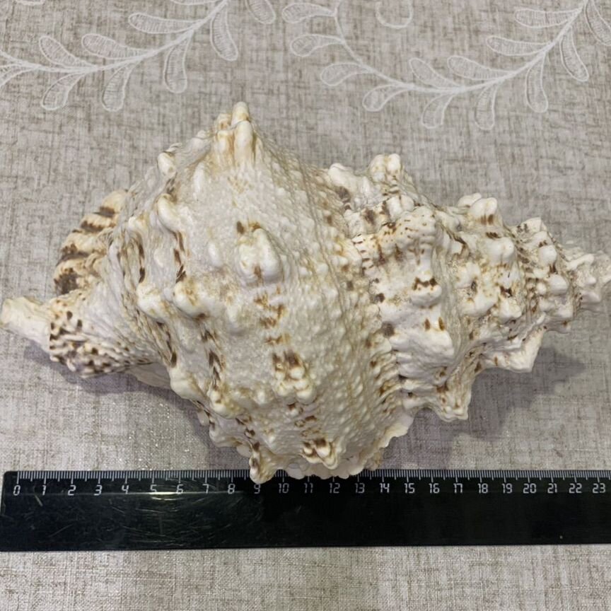 Ракушка морская большая
