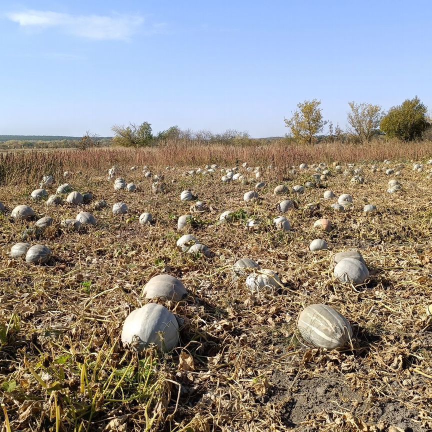 Тыква кормовая