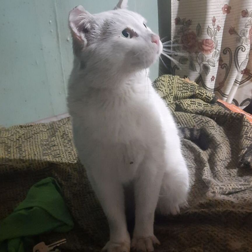 Взрослый кот в добрые руки