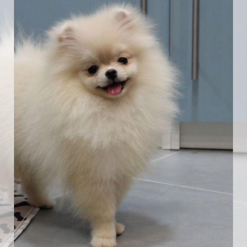 Померанский шпиц девочка