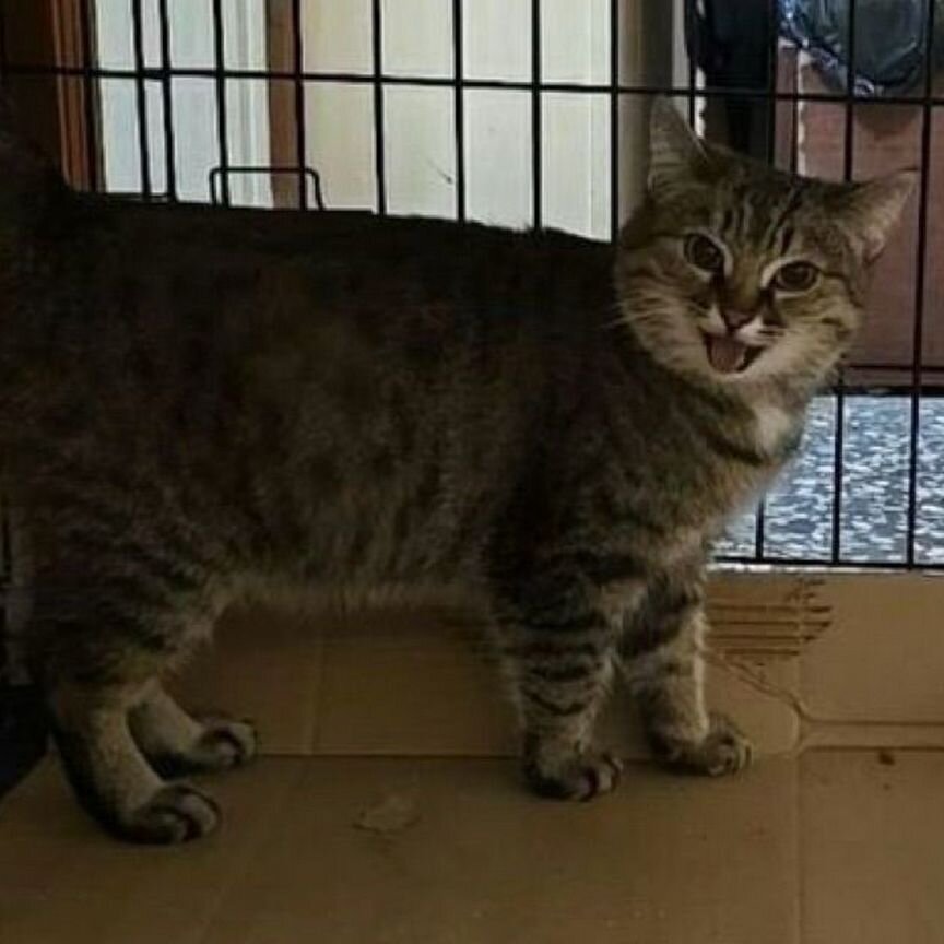 Взрослая, кошка в добрые руки