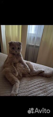 Кошка шотландская вислоухая