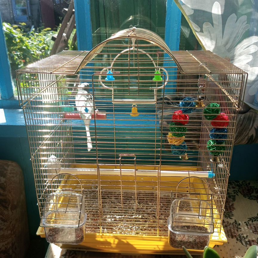 Волнистый попугай с клеткой самец