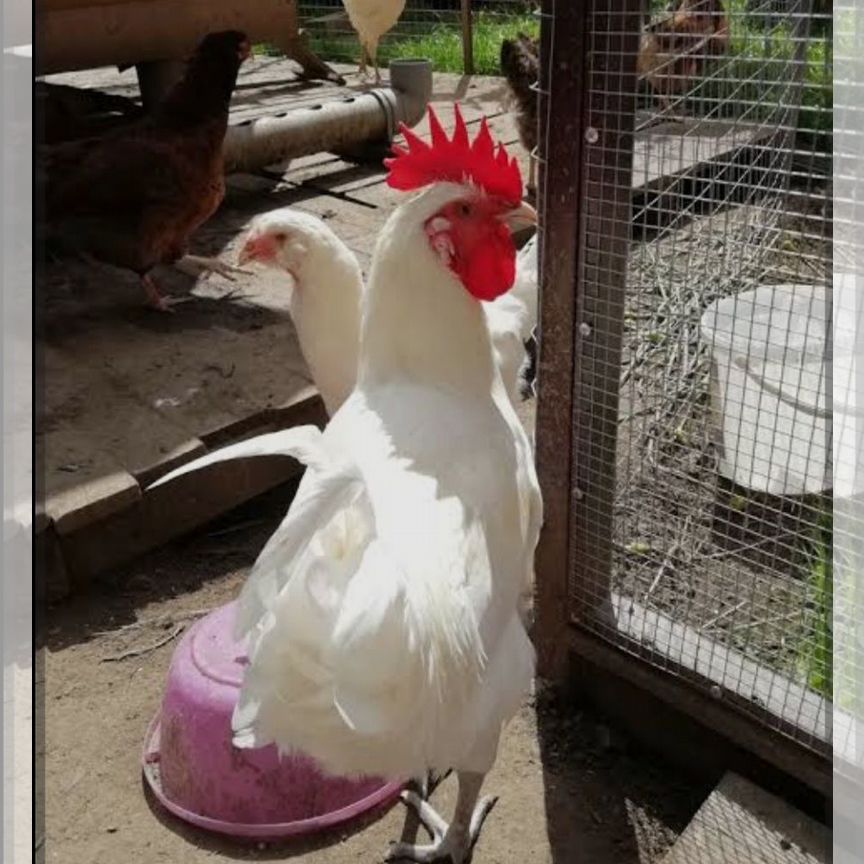 Молодые петухи