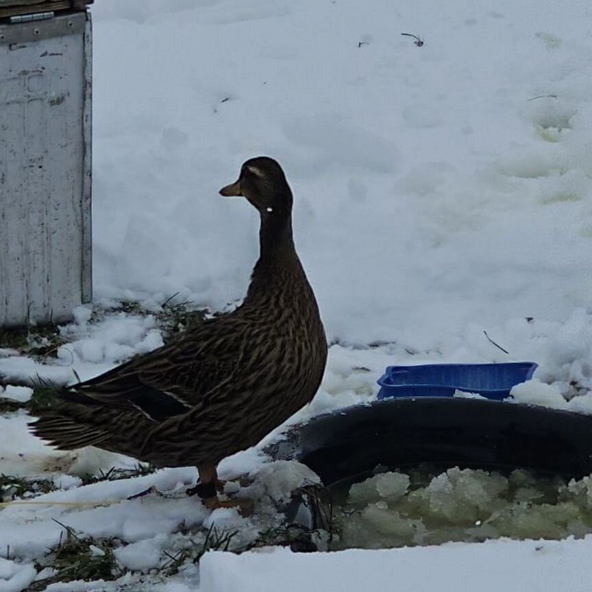 Подсадные утки