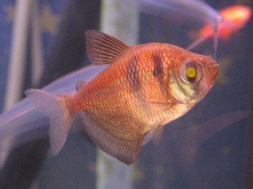 Аквариумные рыбки в надежные руки