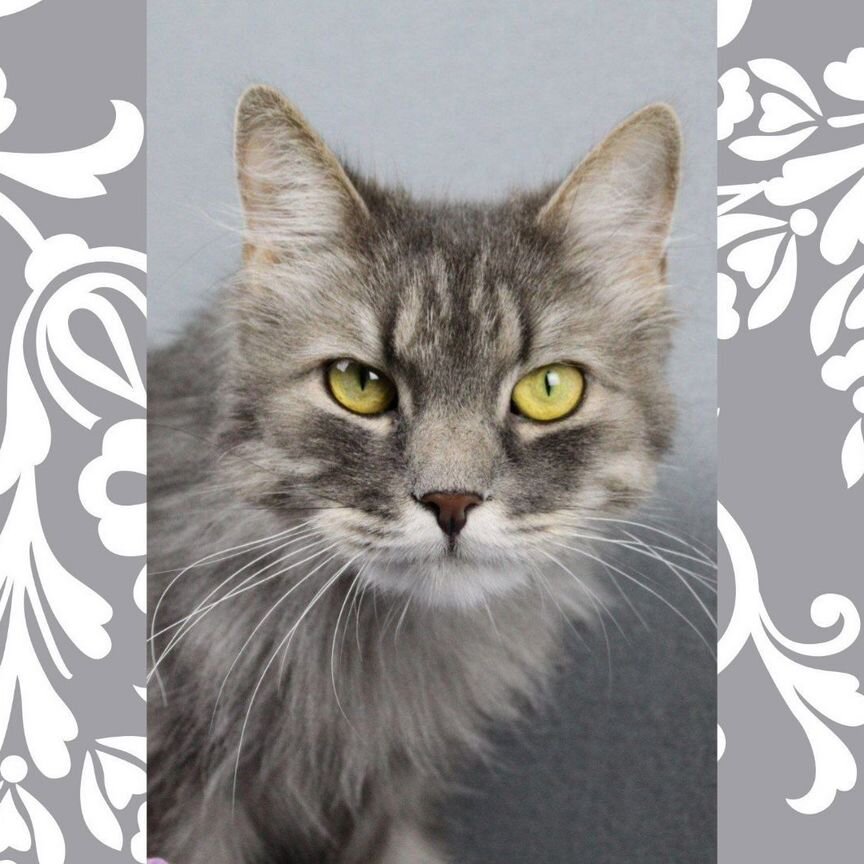 Дайте коту Шанс