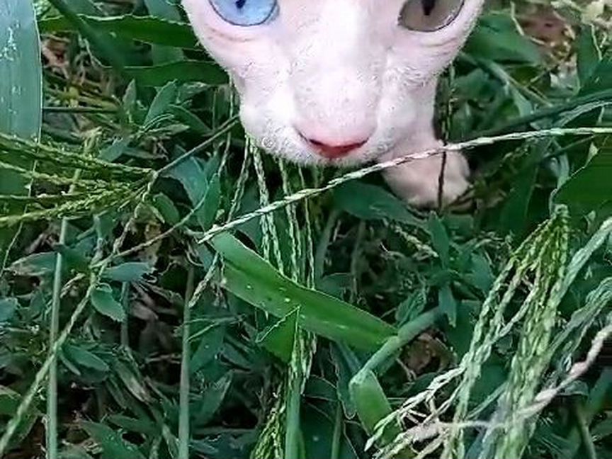 Разноглазый парень