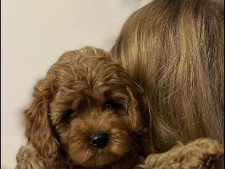 Щенок кокапу