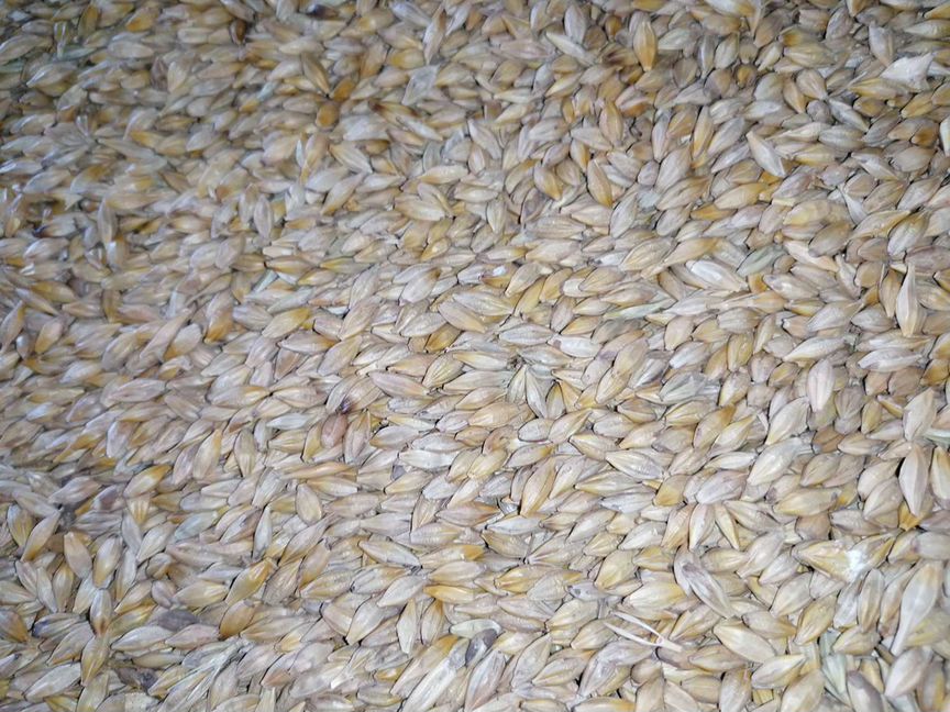 Продам. Пшеницу, Ячмень, зерноотходы