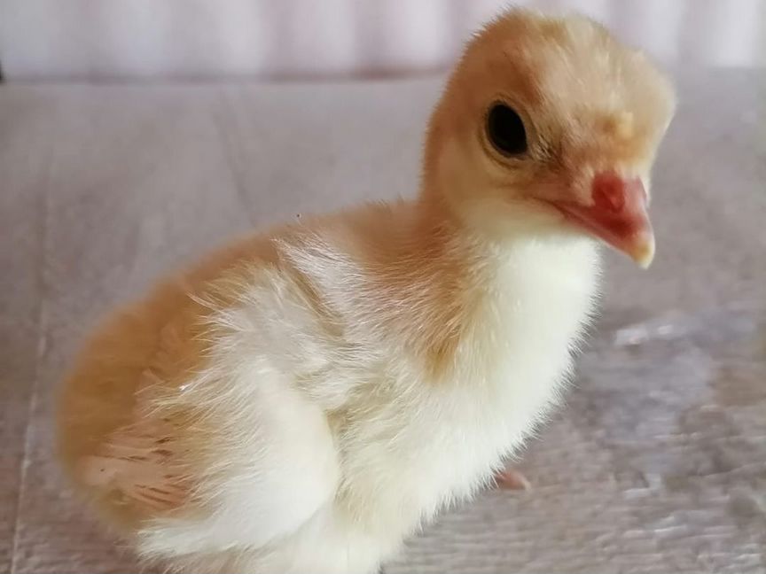 Индюшата суточные, вывод 28-29.04