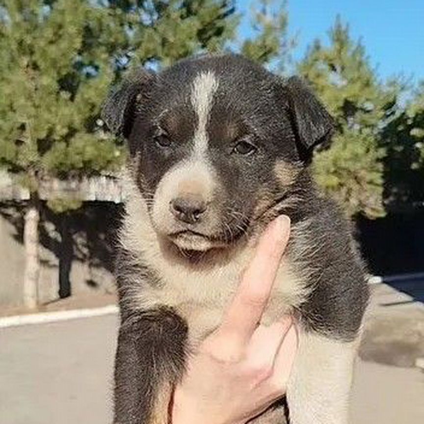 Щенок в добрые руки