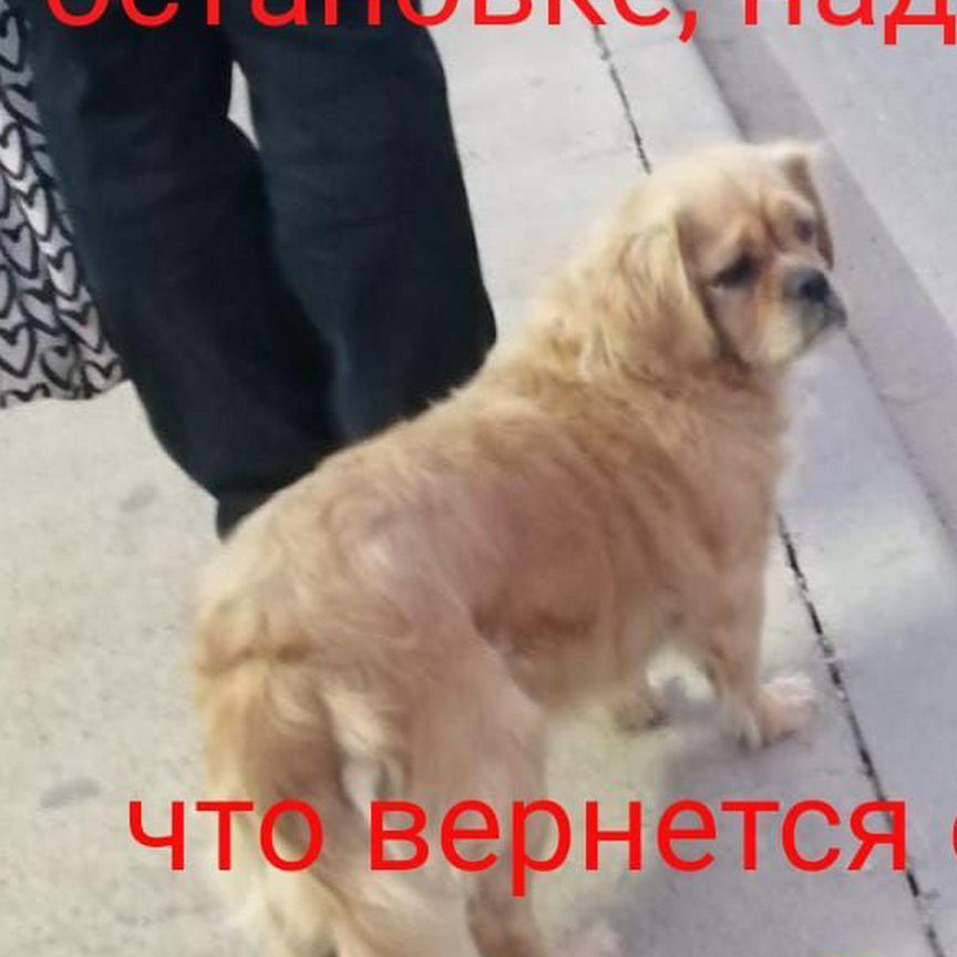Собака