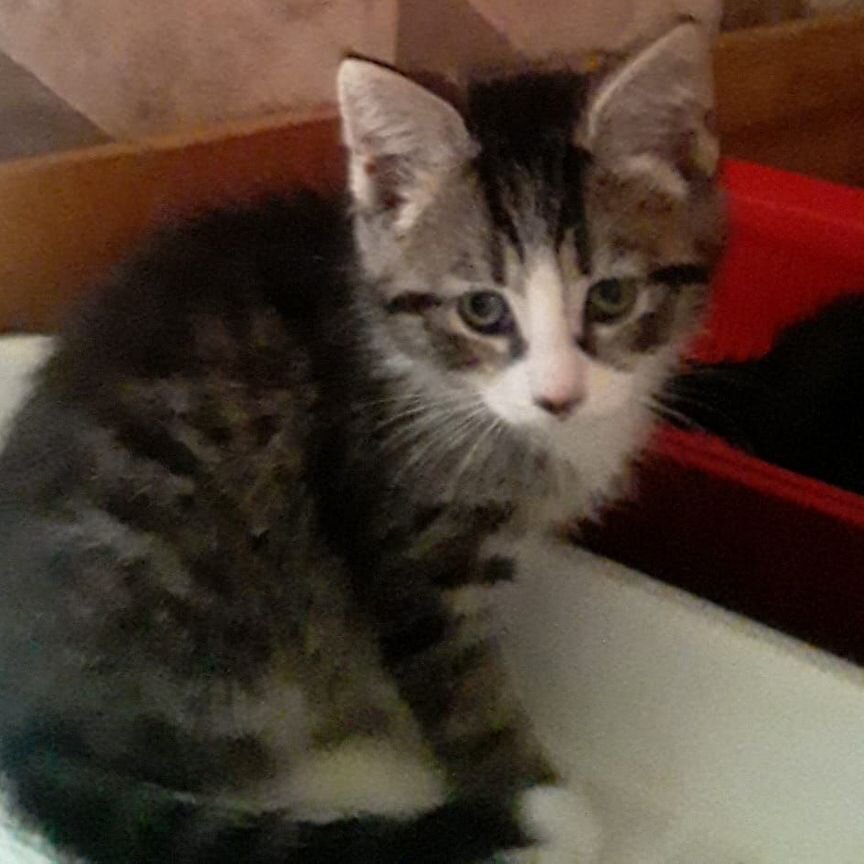 Котенок в добрые руки