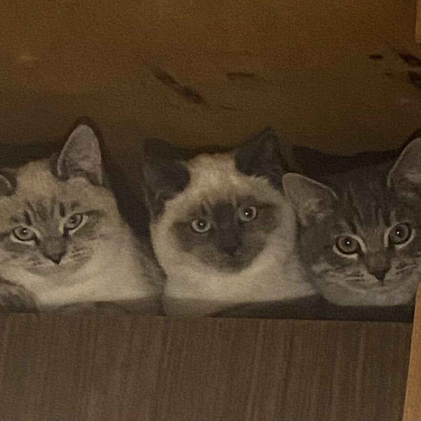 Отдам диких котят в добрые руки